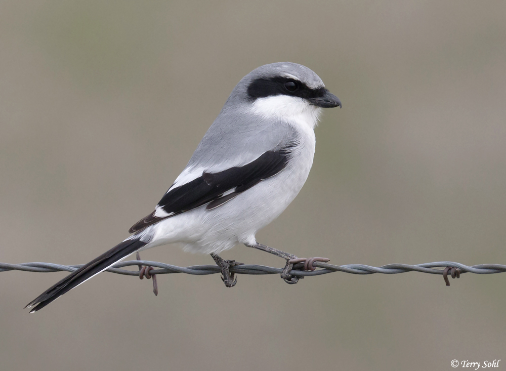 Loggerhead Shrike - South Dakota Birds and Birding