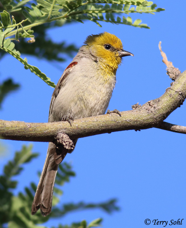 Verdin Photo - Photograph - Picture