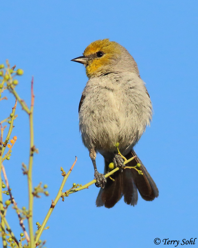 Verdin Photo - Photograph - Picture