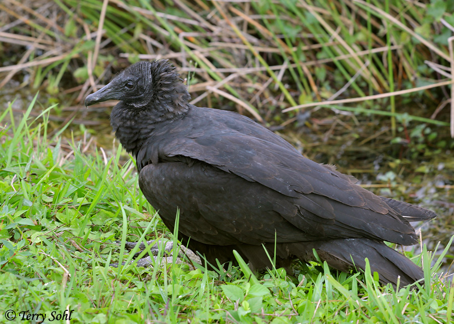 Black Vulture - South Dakota Birds and Birding