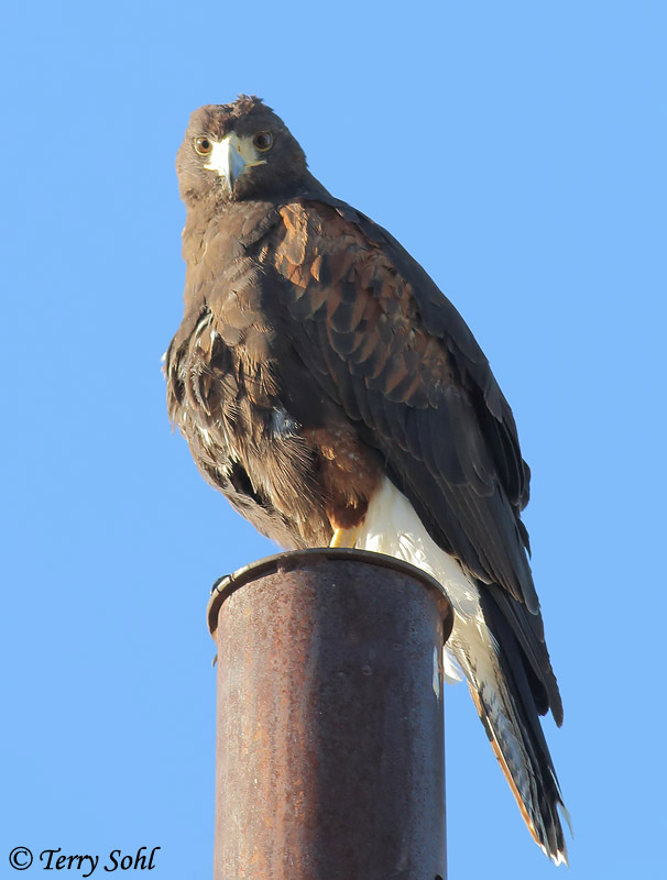 Harris's Hawk - Parabuteo unicinctus