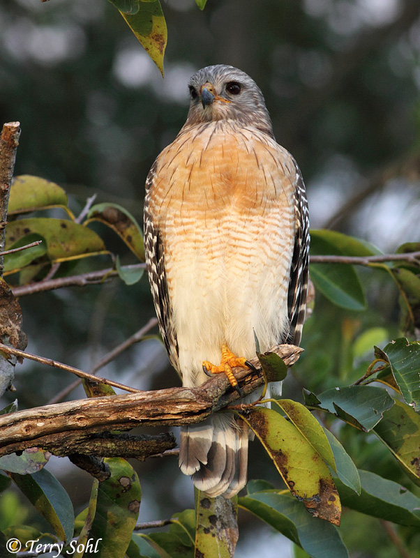 Red-shouldered Hawk - Buteo lineatus
