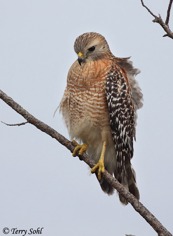 Red-shouldered Hawk - Buteo lineatus
