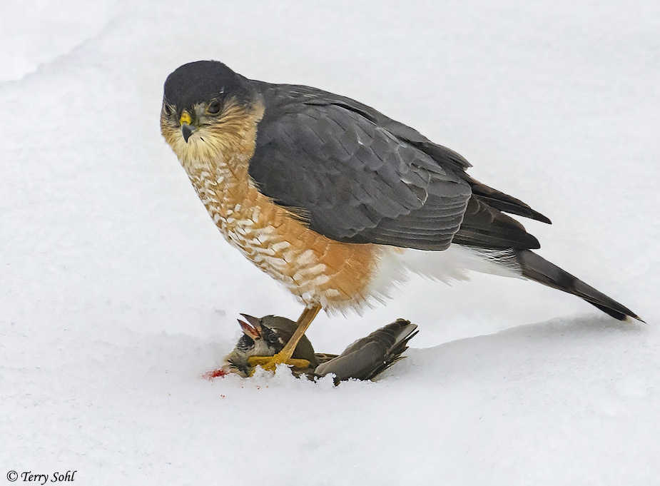 Sharp-shinned Hawk - South Dakota Birds
