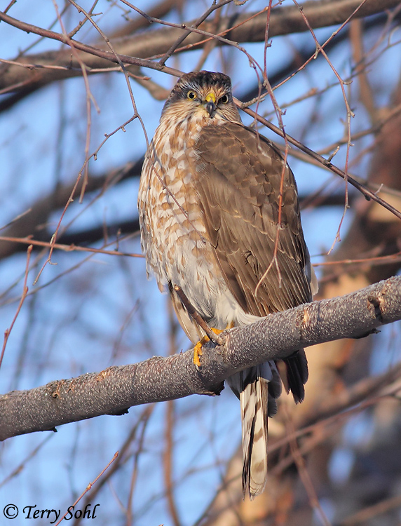 Sharp-shinned Hawk - South Dakota Birds