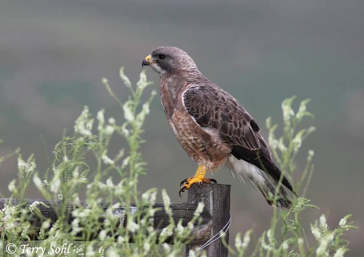 Swainson's Hawk - South Dakota Birds