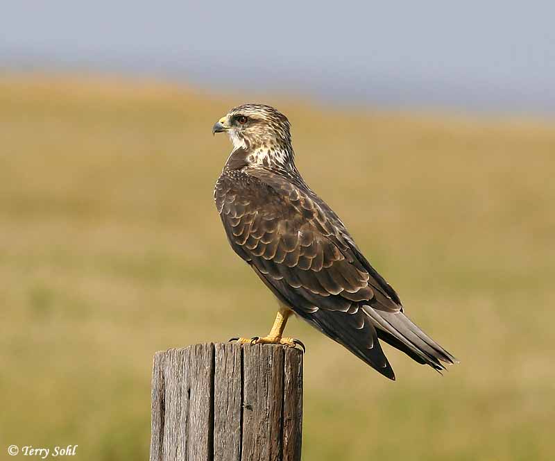 Swainson's Hawk - South Dakota Birds