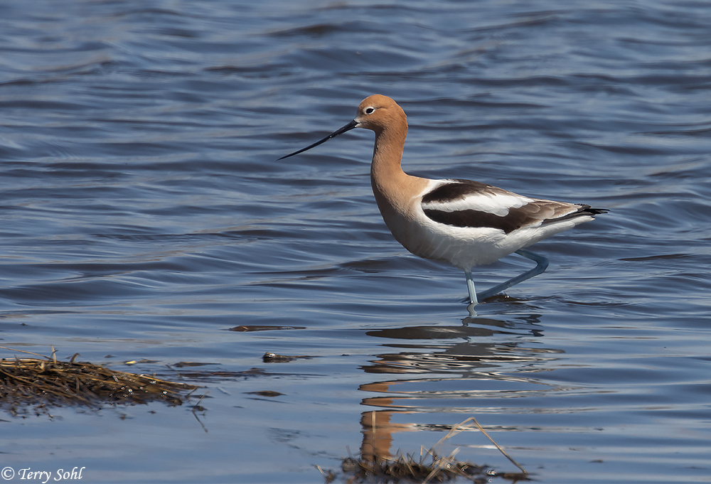 American Avocet - Recurvirostra americana - South Dakota Birds
