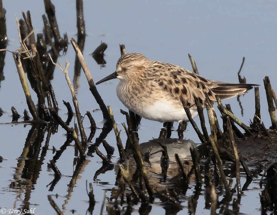 Baird's Sandpiper - South Dakota Birds and Birding
