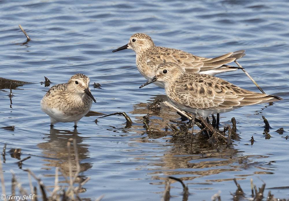 Baird's Sandpiper - South Dakota Birds and Birding