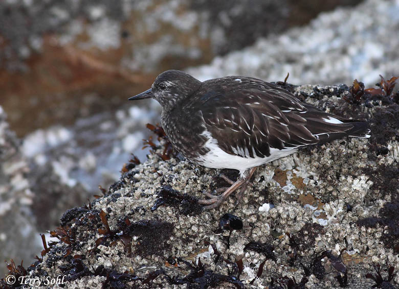 Black Turnstone Photo - Photograph - Picture