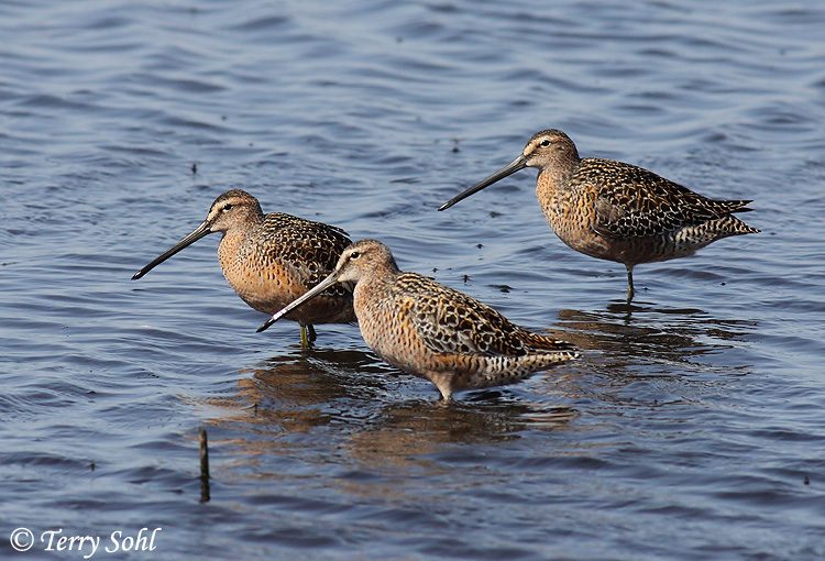 Long-billed Dowitcher - South Dakota Birds and Birding