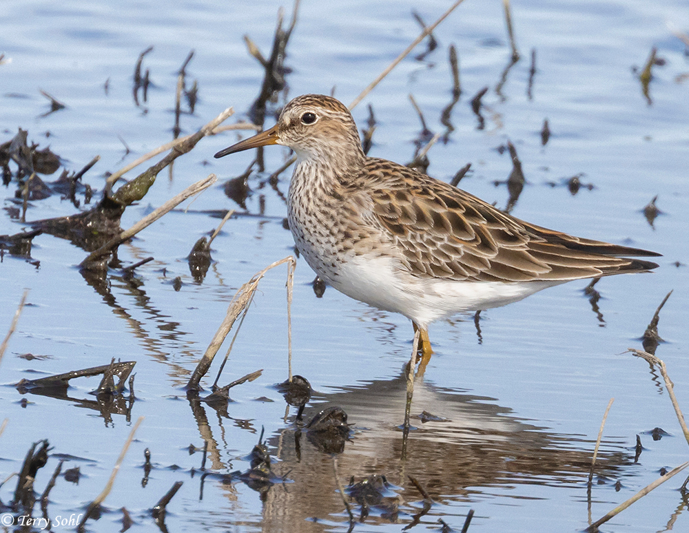 Pectoral Sandpiper - Calidris melanotos
