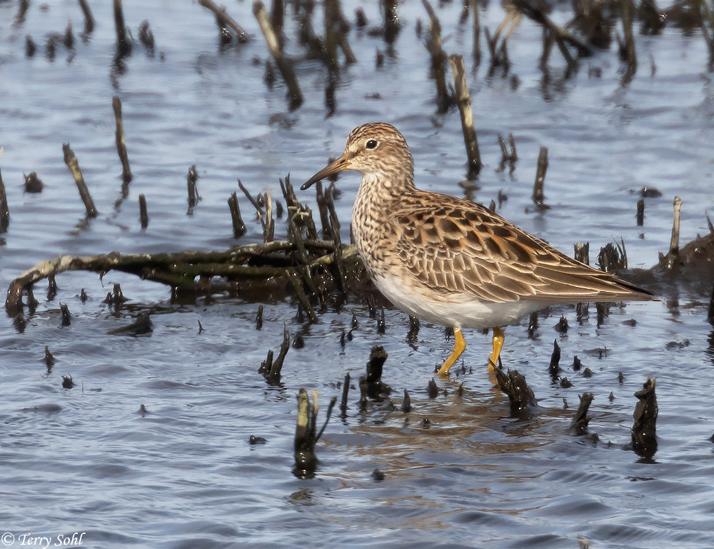 Pectoral Sandpiper - Calidris melanotos