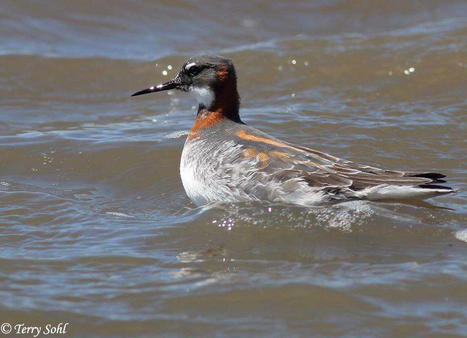 Red-necked Phalarope - South Dakota Birds and Birding