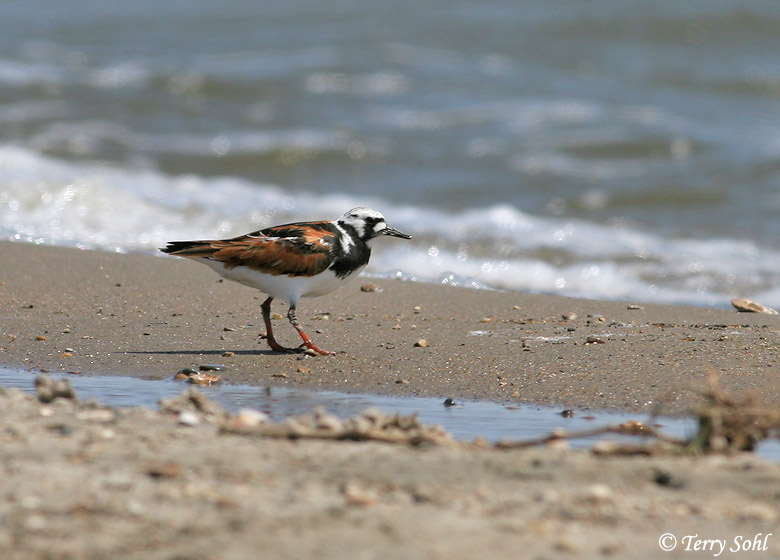 Ruddy Turnstone - Arenaria interpres