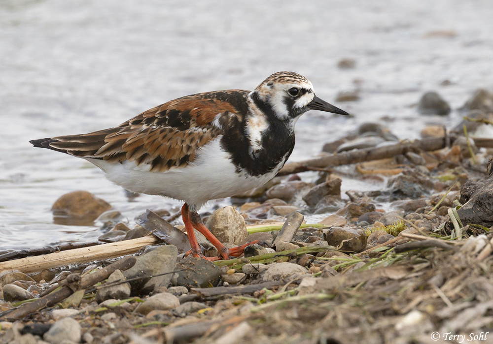Ruddy Turnstone - Arenaria interpres