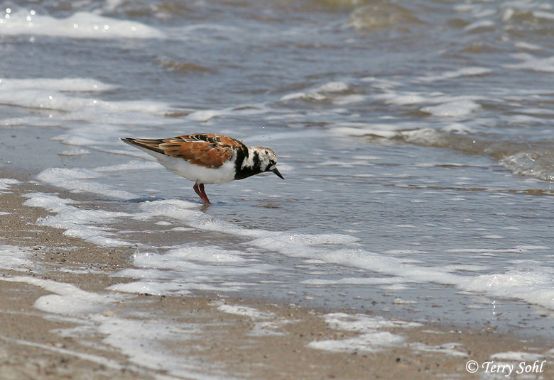 Ruddy Turnstone - Arenaria interpres