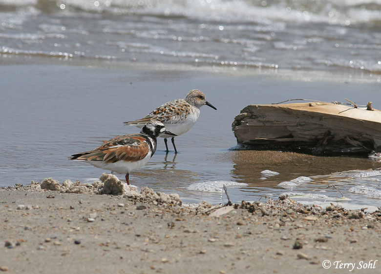 Ruddy Turnstone - Arenaria interpres