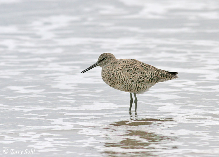 Willet Photo - Photograph - Picture