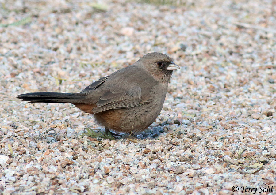 Abert's Towhee - Species Information and Photos