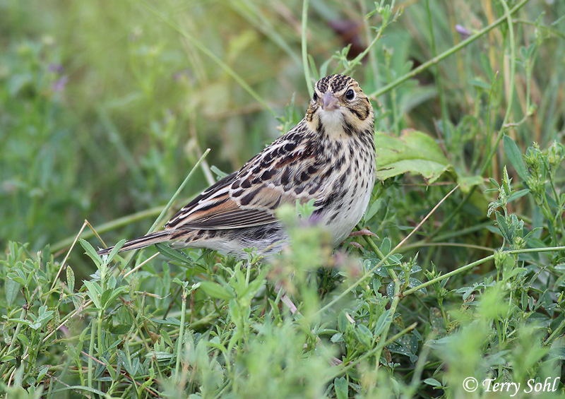 Baird's Sparrow Photo - Photograph - Picture