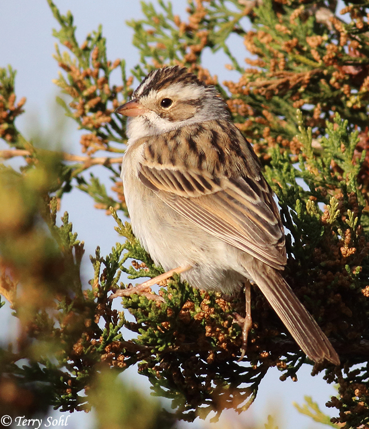 Clay-colored Sparrow - South Dakota Birds and Birding