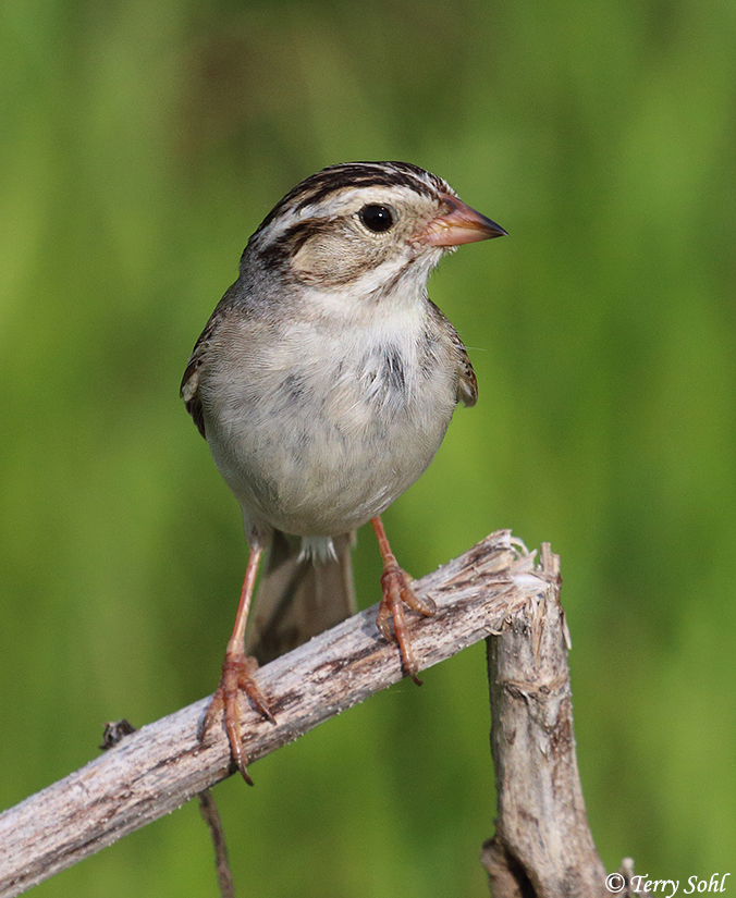 Clay-colored Sparrow - South Dakota Birds and Birding