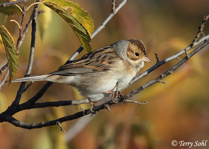 Clay-colored Sparrow - South Dakota Birds and Birding
