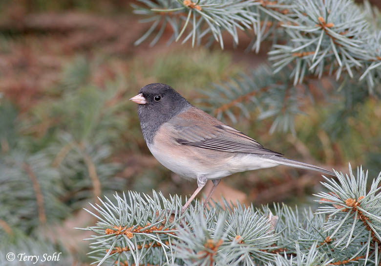 Dark-eyed Junco Photo (Oregon race) - Photograph - Picture