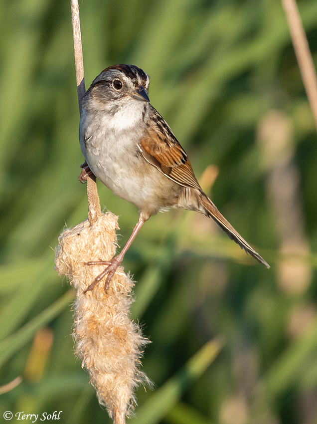 Swamp Sparrow - South Dakota Birds and Birding