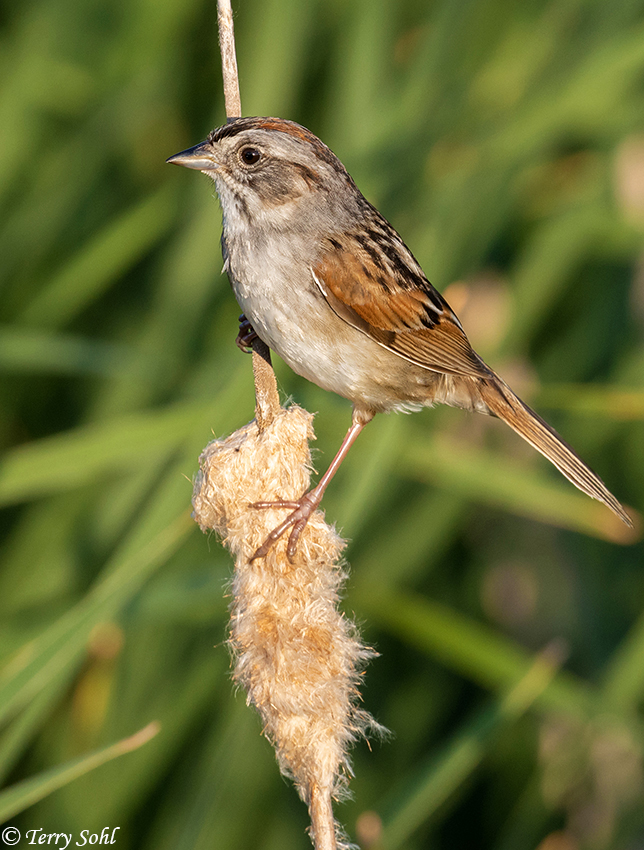 Swamp Sparrow - South Dakota Birds and Birding