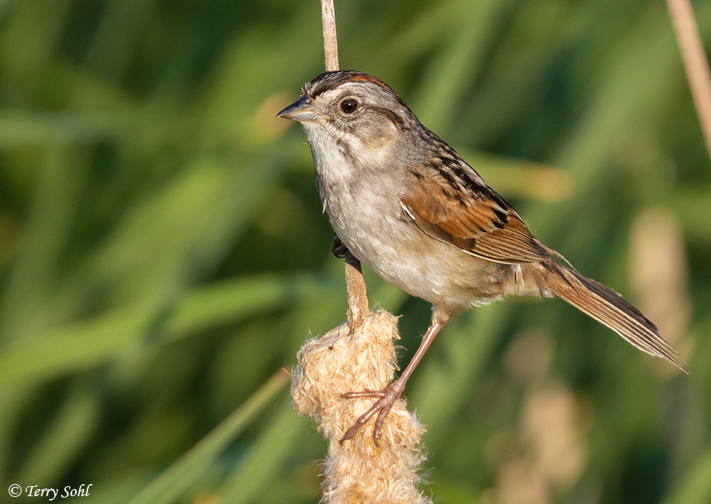 Swamp Sparrow - South Dakota Birds and Birding
