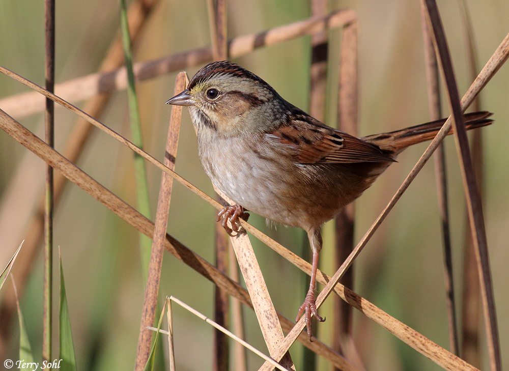 Swamp Sparrow - South Dakota Birds and Birding
