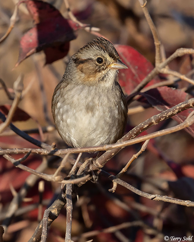 Swamp Sparrow - South Dakota Birds and Birding