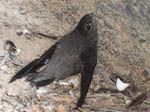 Chimney Swift - South Dakota Birds and Birding