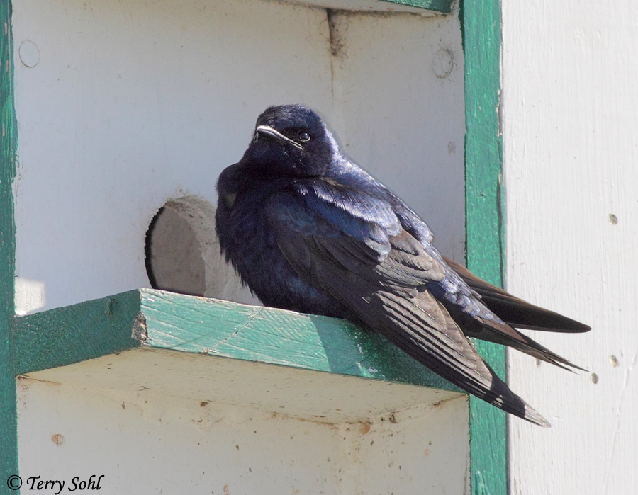 Purple Martin Photos - Photographs - Pictures
