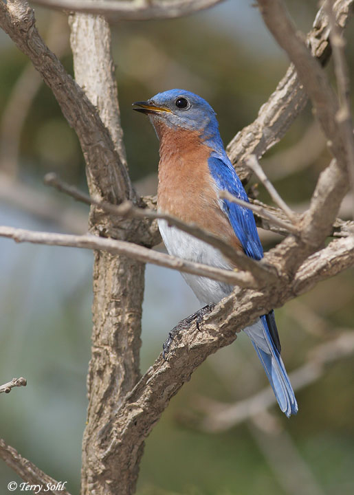 Eastern Bluebird - South Dakota Birds and Birding