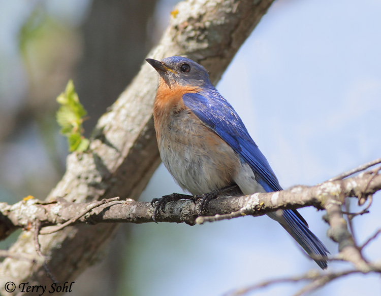 Eastern Bluebird - South Dakota Birds and Birding