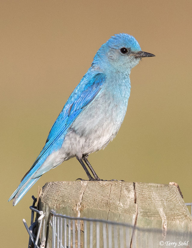Mountain Bluebird - South Dakota Birds and Birding