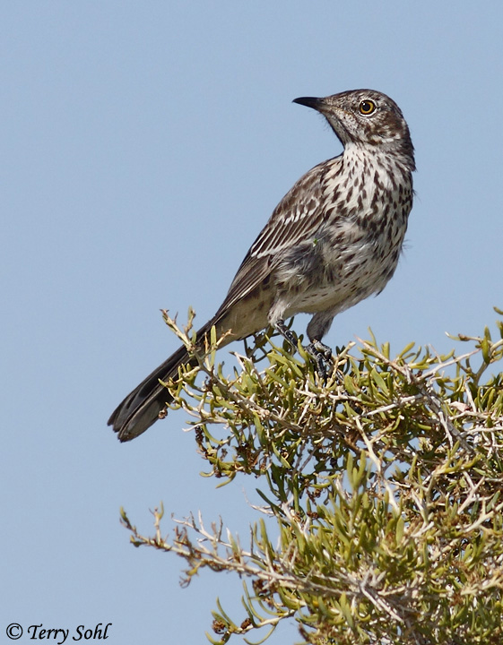 Sage Thrasher - Oreoscoptes montanus