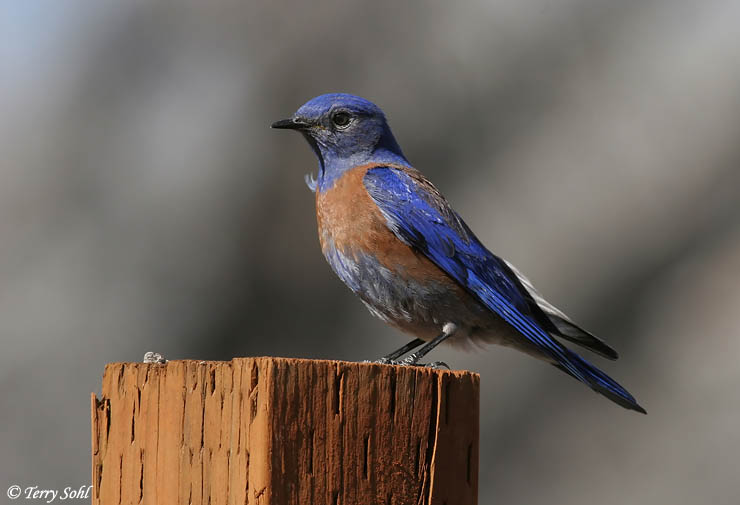 Mountain Bluebird - South Dakota Birds and Birding