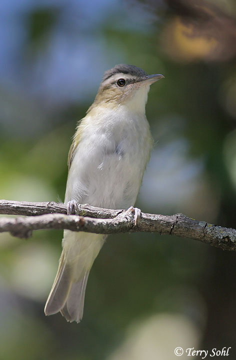 Red-eyed Vireo - Vireo olivaceus
