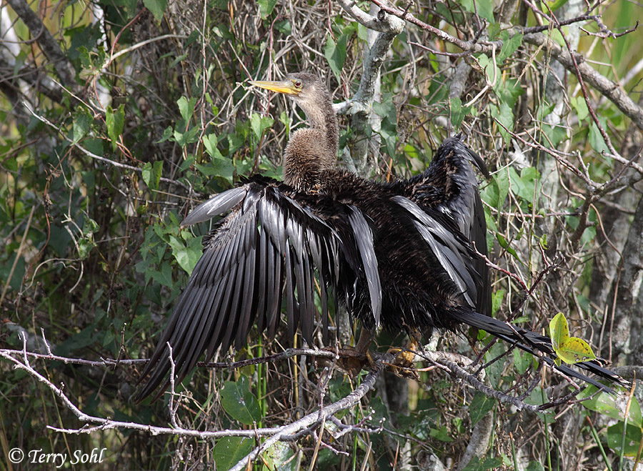 Anhinga Photo - Photograph - Picture