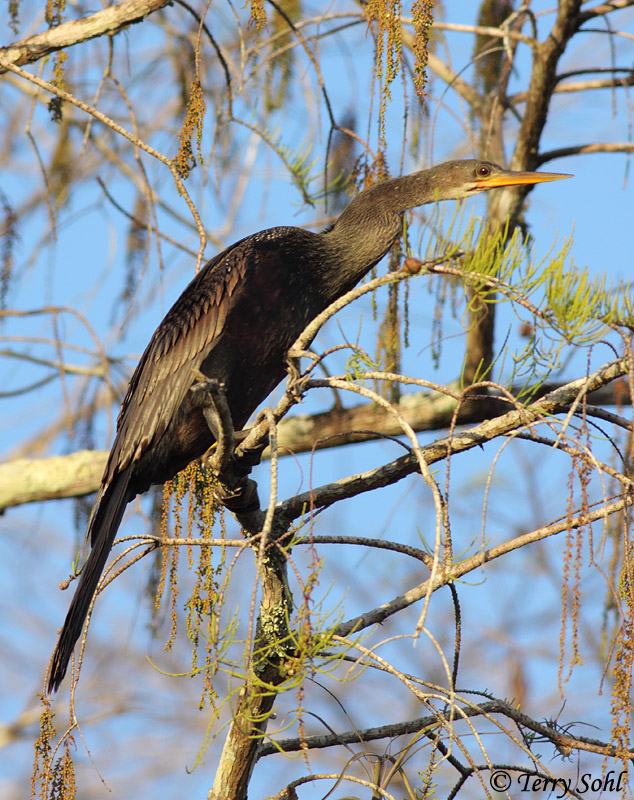 Anhinga Photo - Photograph - Picture