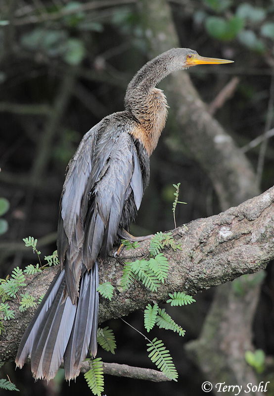 Anhinga Photo - Photograph - Picture