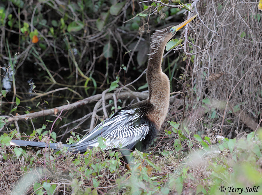 Anhinga Photo - Photograph - Picture