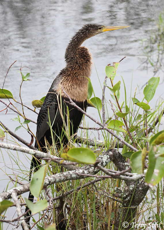 Anhinga Photo - Photograph - Picture