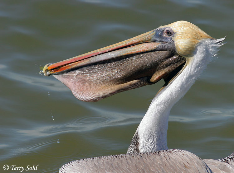 Brown Pelican Photo - Photograph - Picture