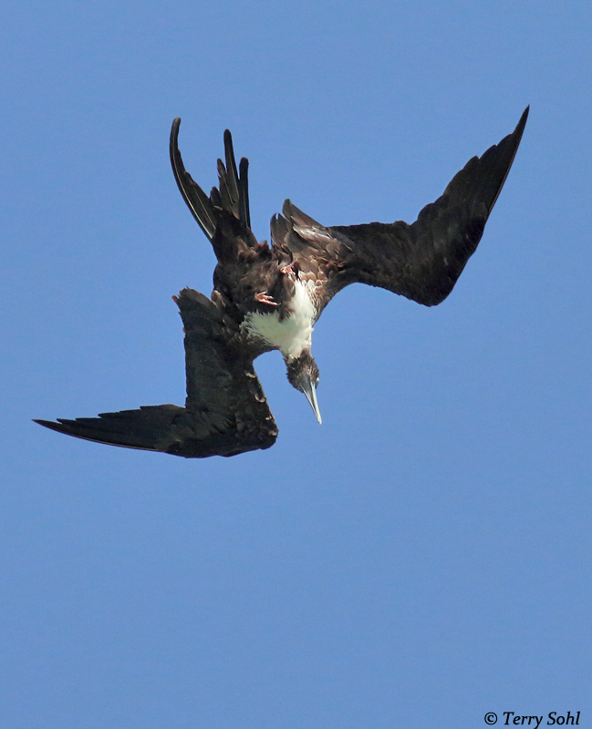 Magnificent Frigatebird Photo - Photograph - Picture